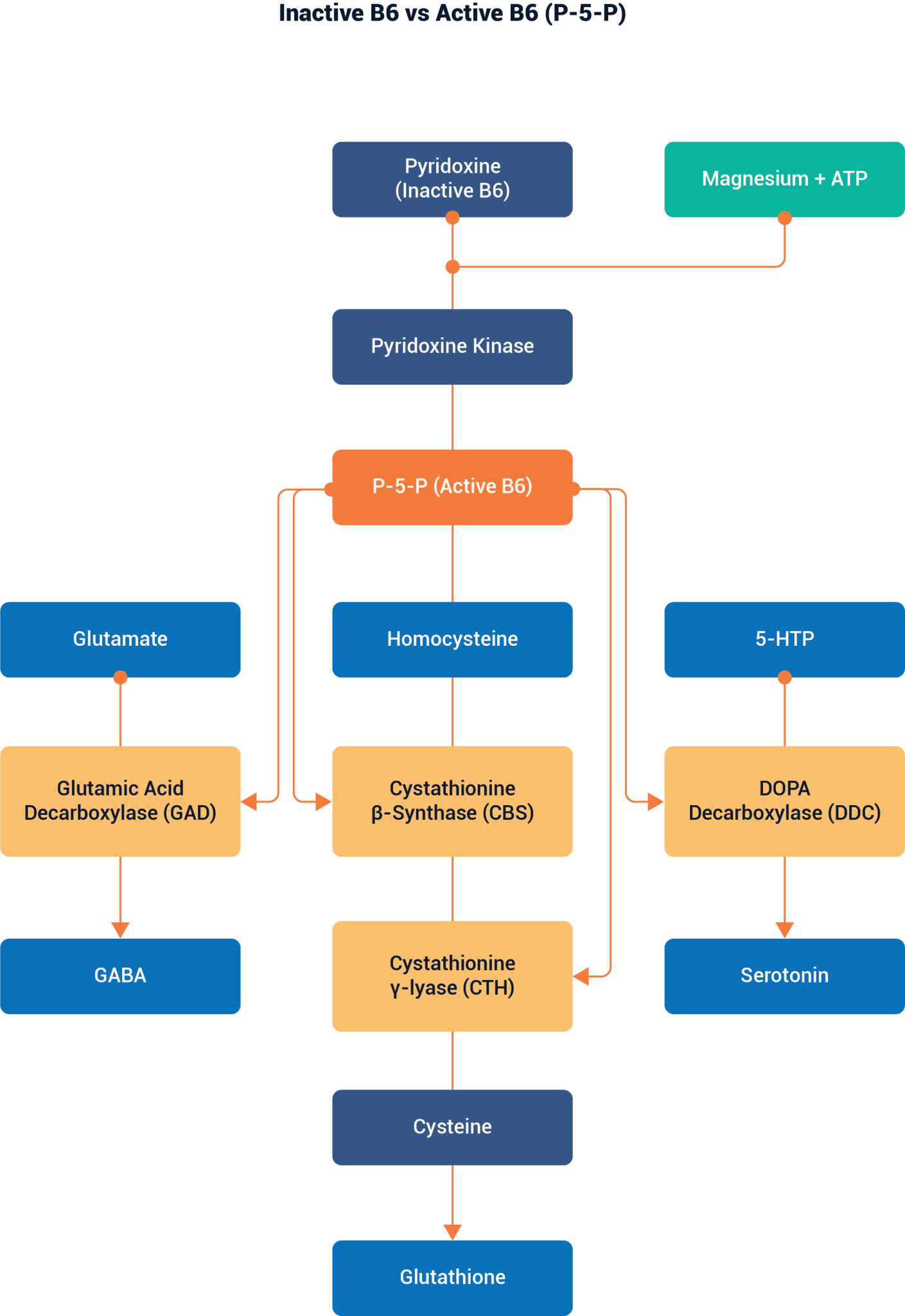 Comprehensive Stool Analysis with Parasitology (CSAP) - RN Labs